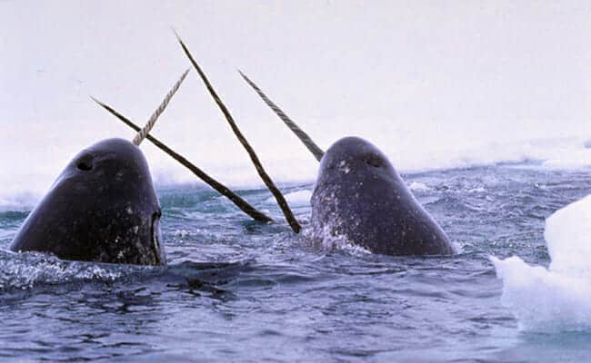 Rare Footage Helps Explain What Narwhals Use Their Tusks For — H2O IQ