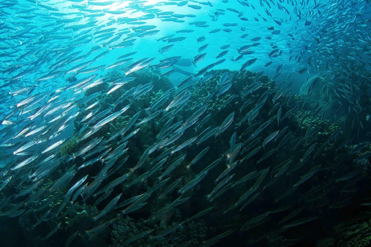 Scientists Listen to Fish to Figure Out How to Save Them — H2O IQ