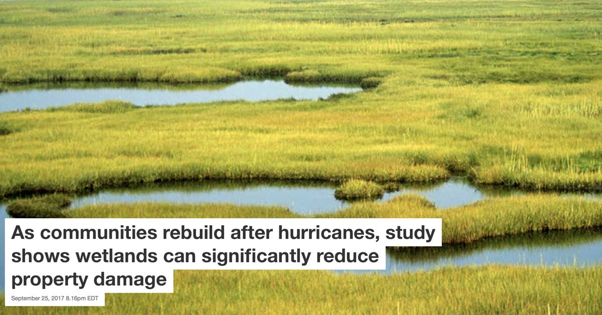 Coastal wetlands reduce property damage due to hurricanes