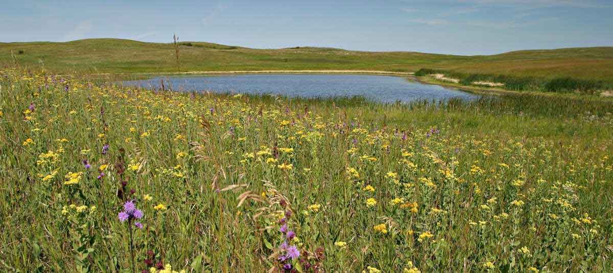 Preserve Our Prairies Initiative — Ducks Unlimited