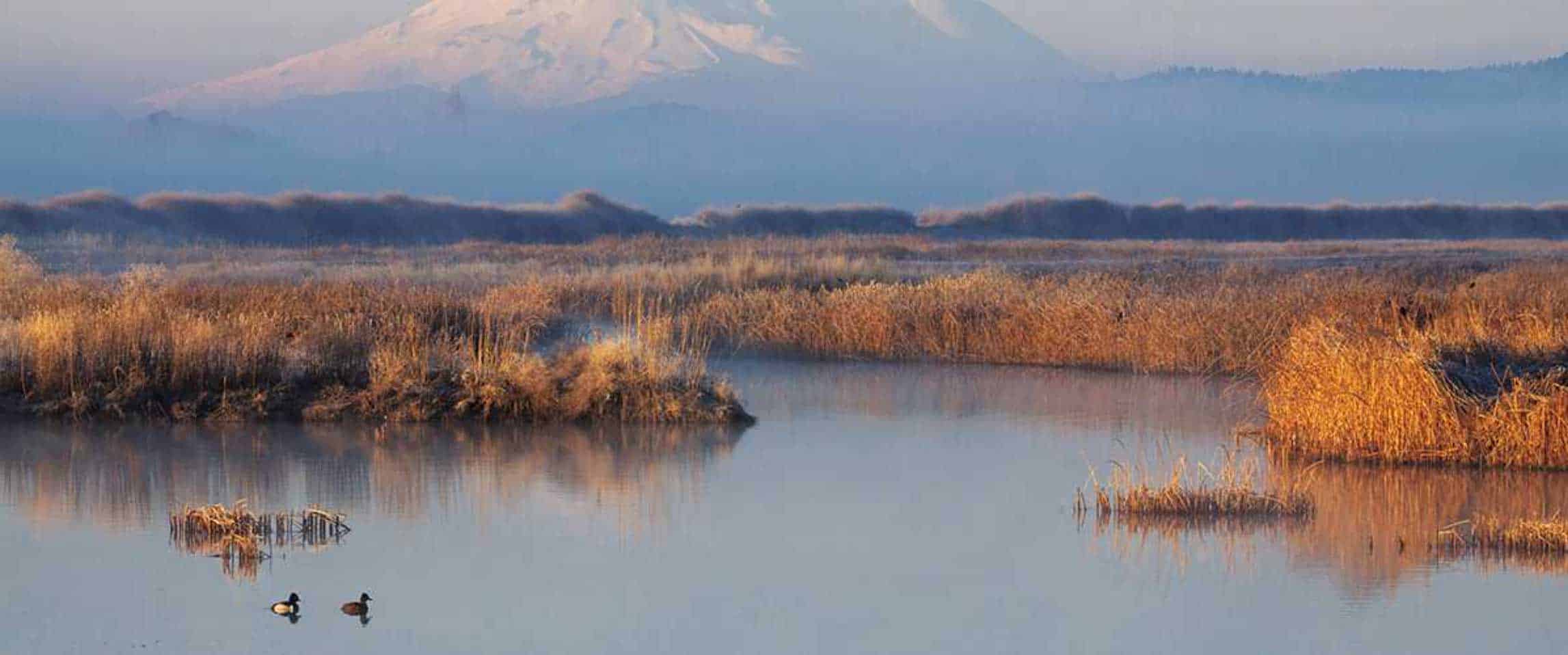The Many Benefits of Wetlands Conservation — H2O IQ