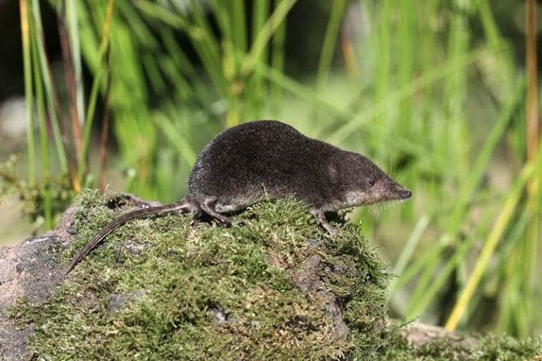 All about the humble water shrew — H2O IQ — habits, habitats, threats