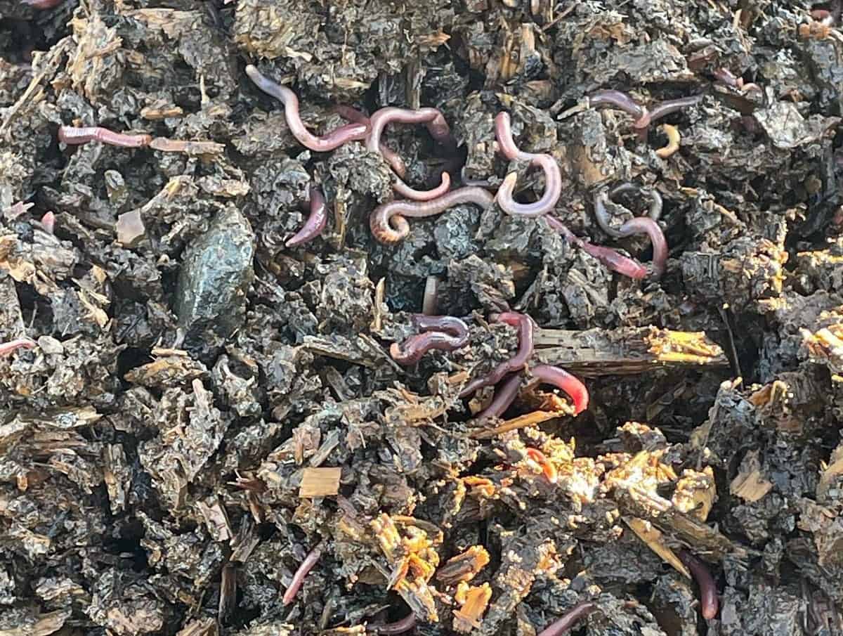 Have A Wastewater Issue? Maybe Its Time To Send In The Worms — H2O IQ