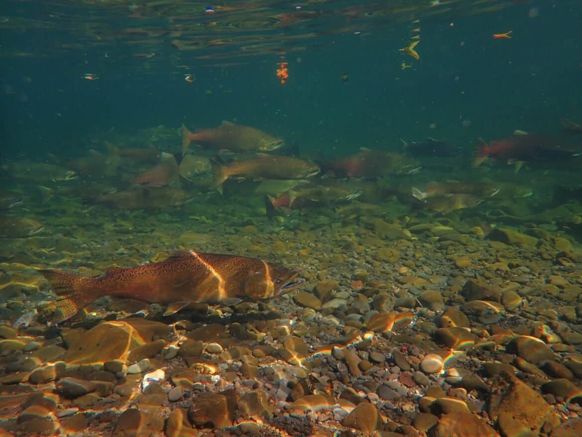 Salmon, abalone projects recommended for US funding — H2O IQ