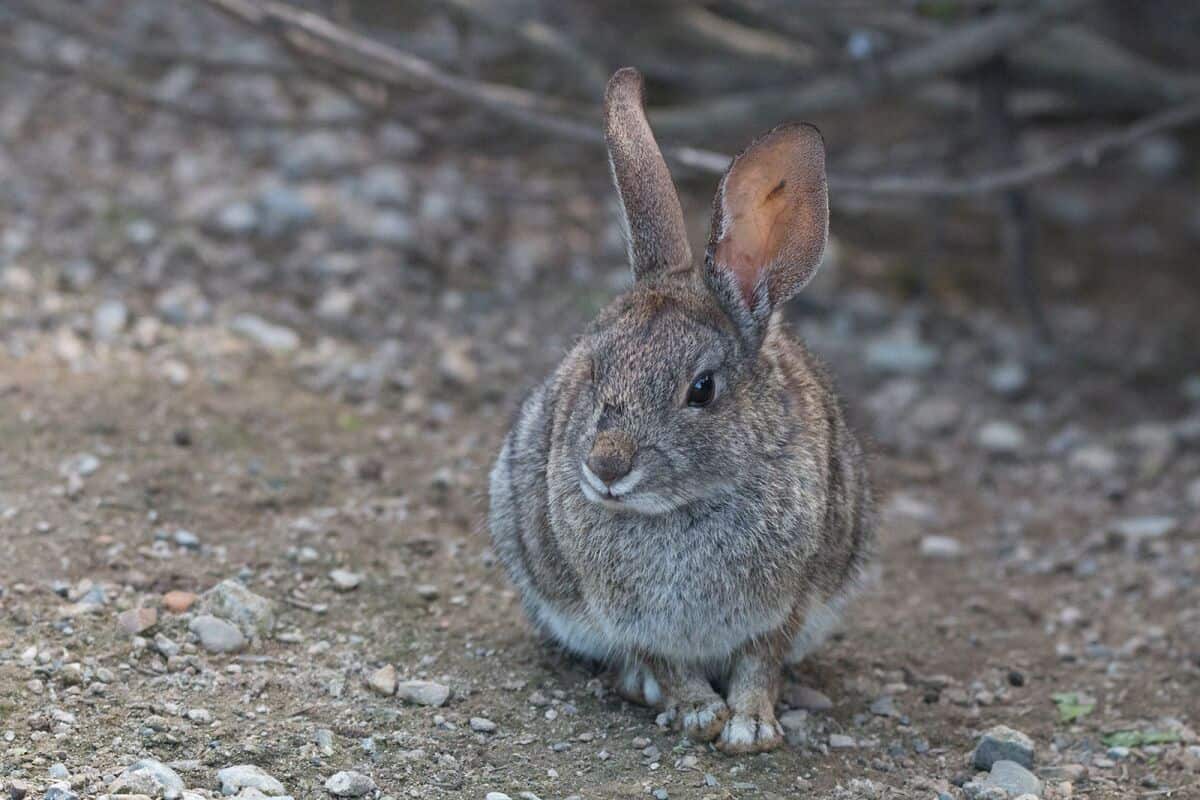 Rabbit rescue operation targets floodwaters — H2O IQ