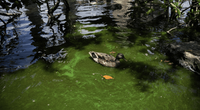 People and animals are increasingly getting sick from toxic algae — H2O IQ