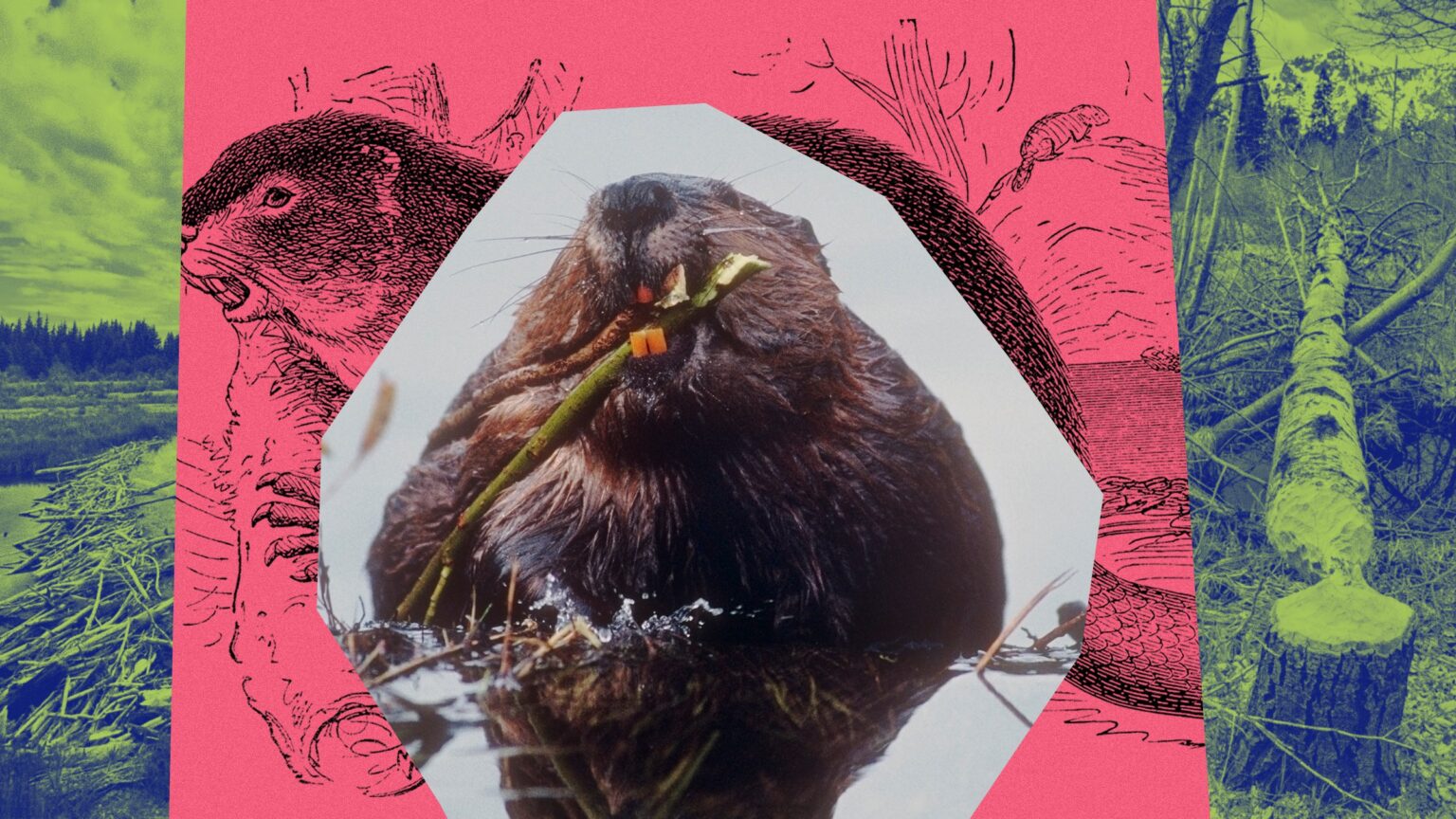 Spying on Beavers From Space Could Help Save California — H2O IQ