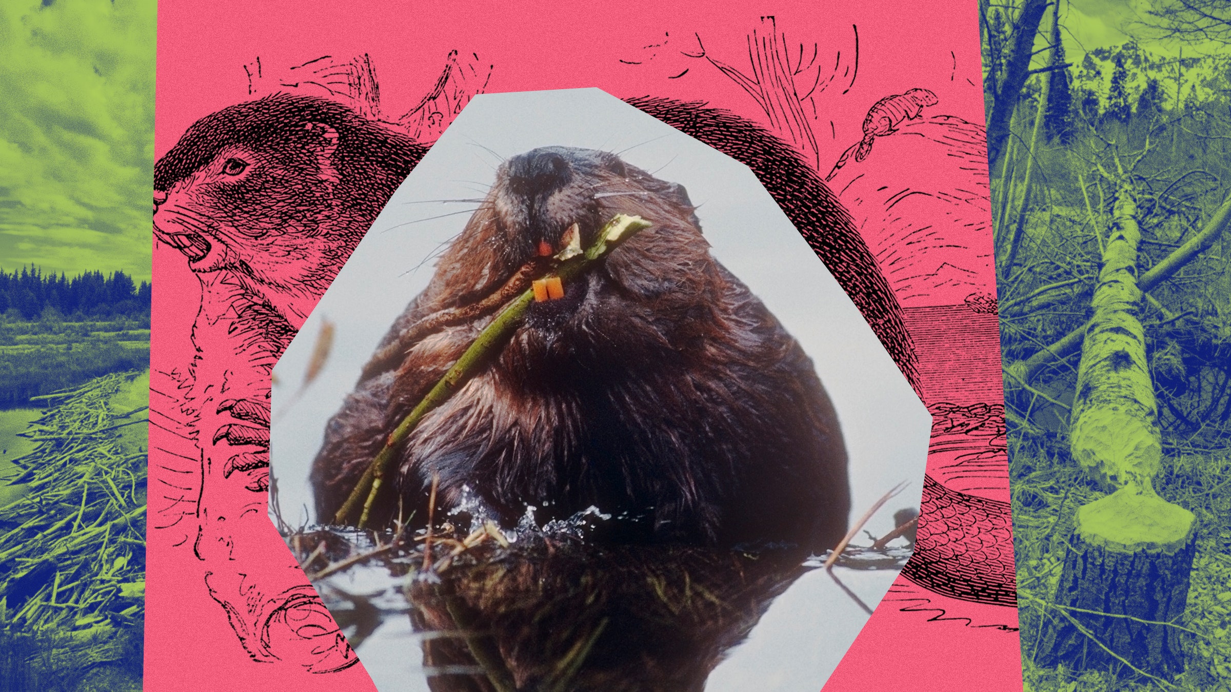 Spying on Beavers From Space Could Help Save California — H2O IQ