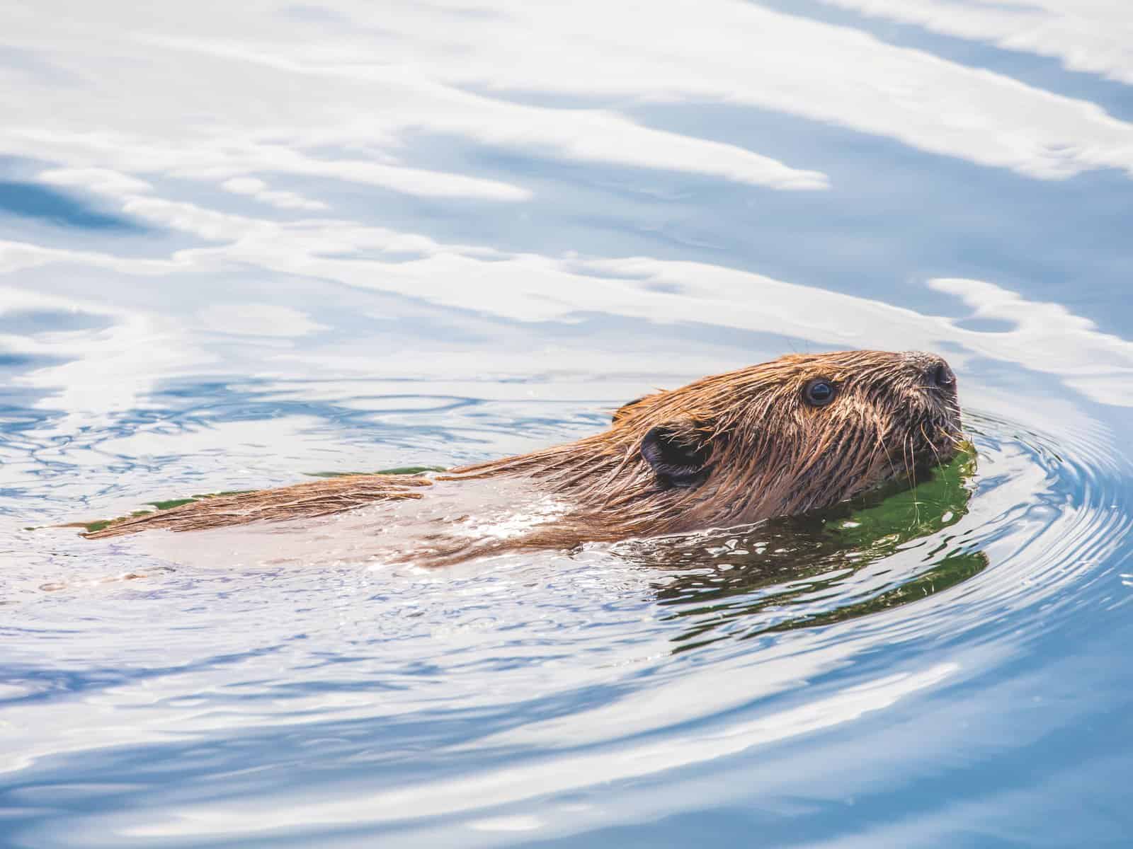 Believing in the Power of Beavers — H2O IQ